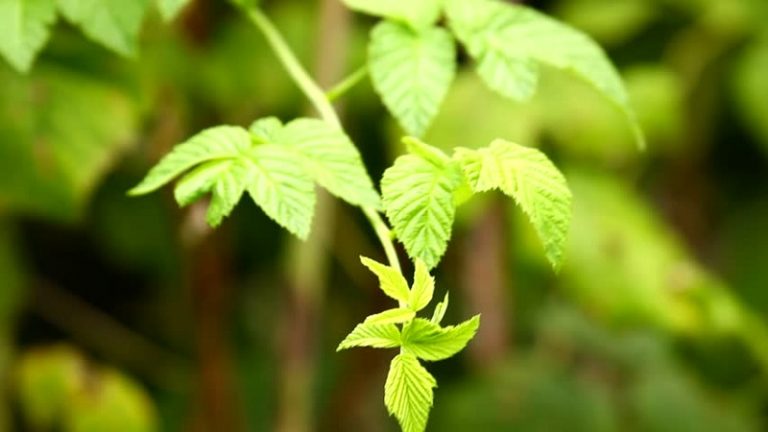 What is the use of paico and how is it taken correctly?