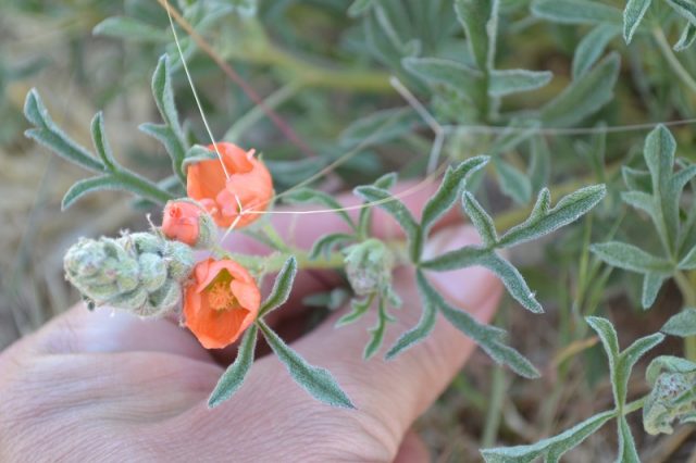 How to get rid of a rash overnight?